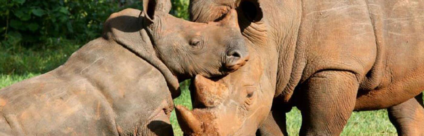 1 DAY TOUR TO THE WHITE RHINOS - Uganda Wildlife Scene